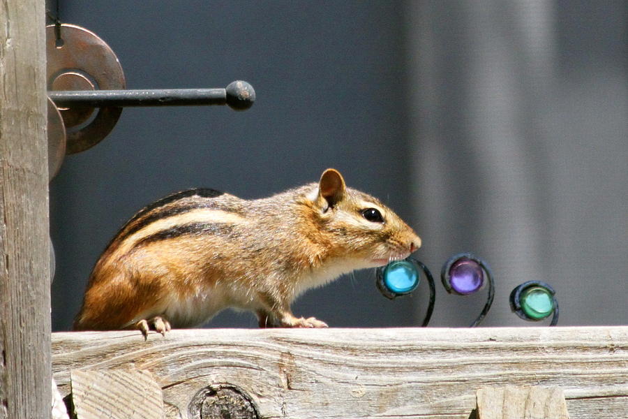 Chipmunk Photograph by Mike Stouffer - Fine Art America