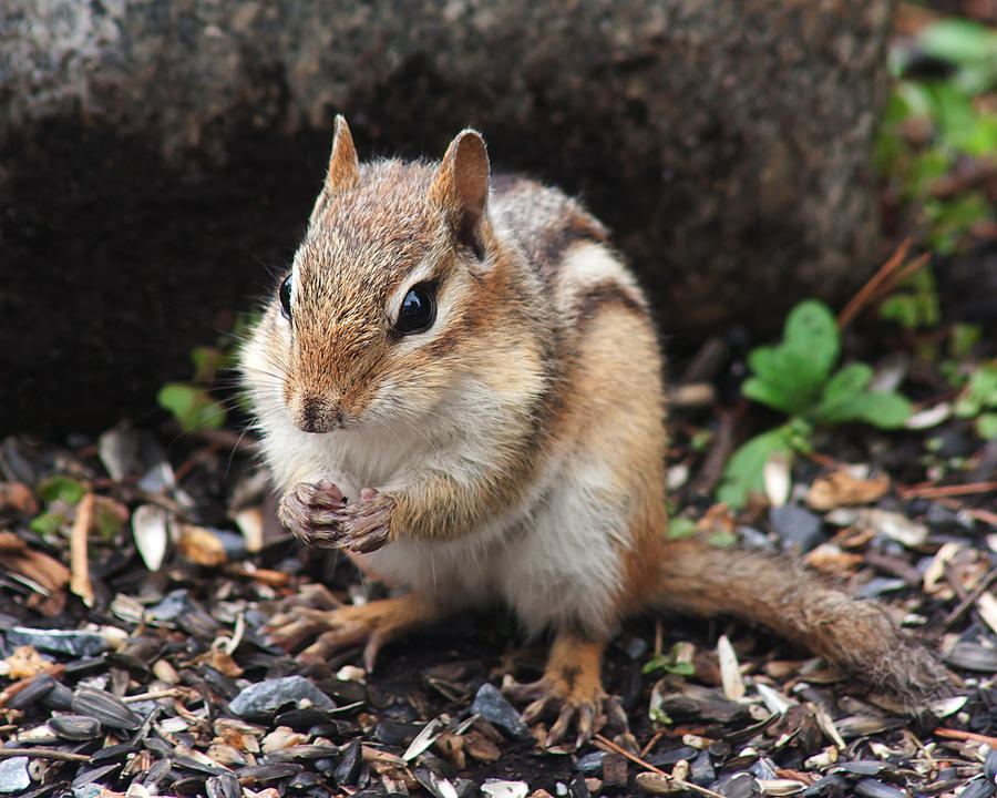 Chipmunk Prayers Photograph by Jeff Galbraith - Fine Art America