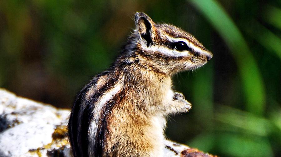 Chipmunk up close Digital Art by Don Mann - Fine Art America