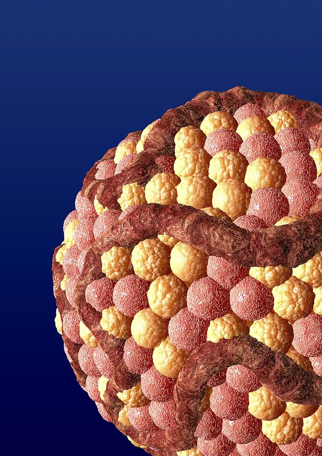 Cholesterol, Artwork by Science Photo Library