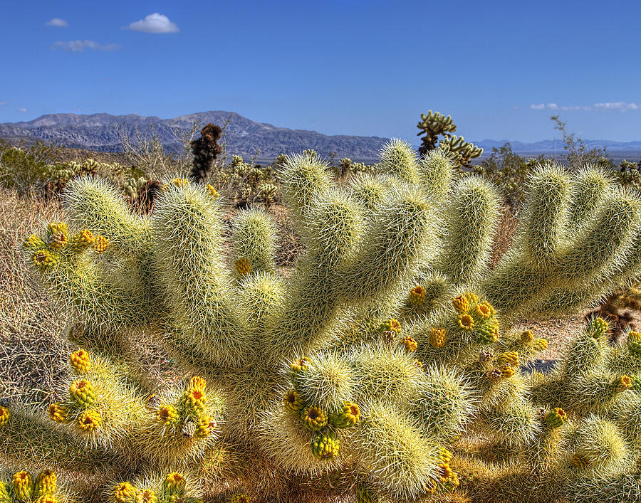 Cholla In Bloom Photograph by Jay Hooker
