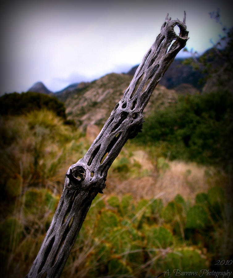 Cholla Skeleton Photograph by Aaron Burrows - Fine Art America