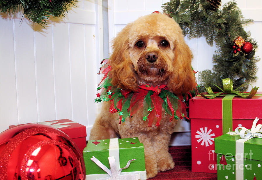 Christmas Portraits - Cockapoo Photograph by Renae Crevalle - Fine Art ...