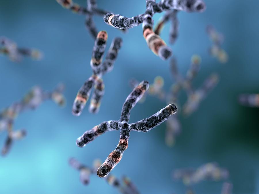 Chromosomes by Science Photo Library