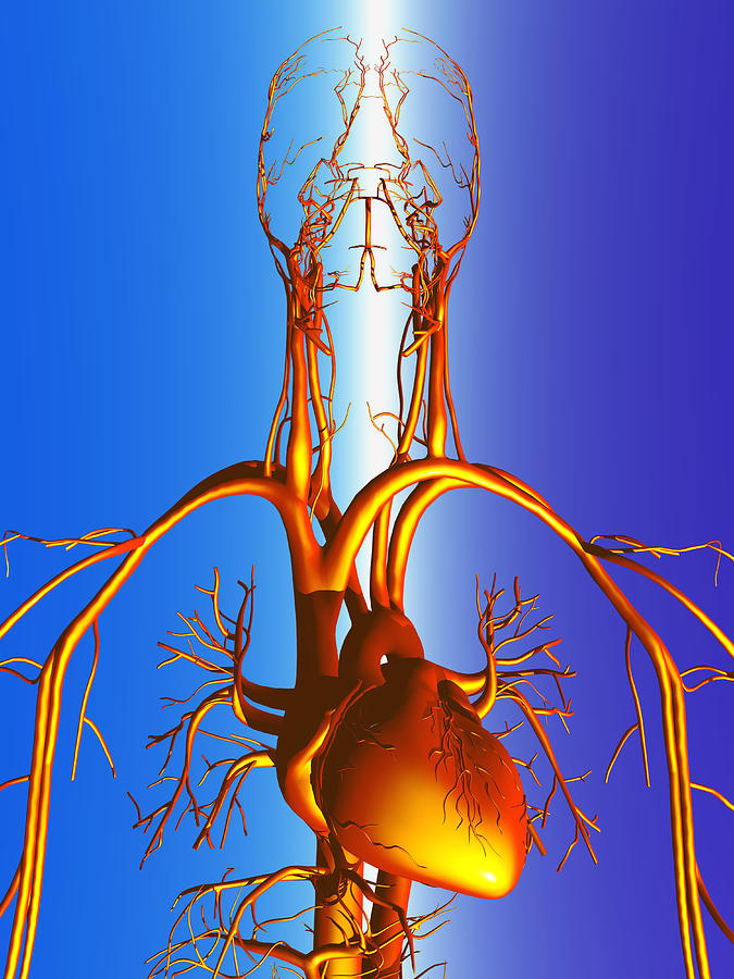 Circulatory System by Science Photo Library