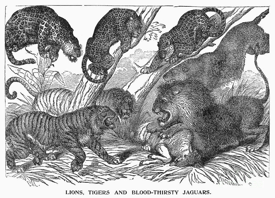 CIRCUS: MENAGERIE, c1901 Photograph by Granger - Pixels