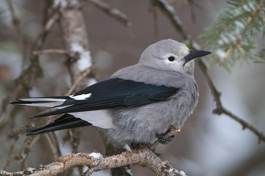 Clark's Nutcracker Photograph by Eva Jo Wu - Fine Art America