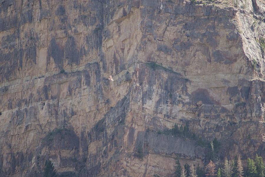 Cliff with eagle Photograph by Chris Call - Pixels