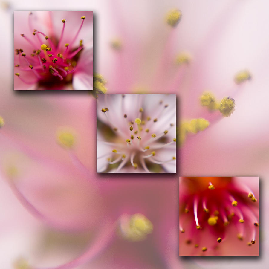 Close look at Springtime Photograph by Dave Hahn - Fine Art America