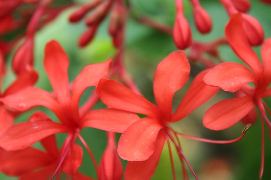 CloseUp Photograph by Robyn Combs - Fine Art America