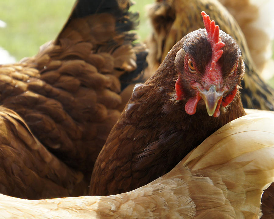 Cluck Photograph by Lisa Tate - Fine Art America