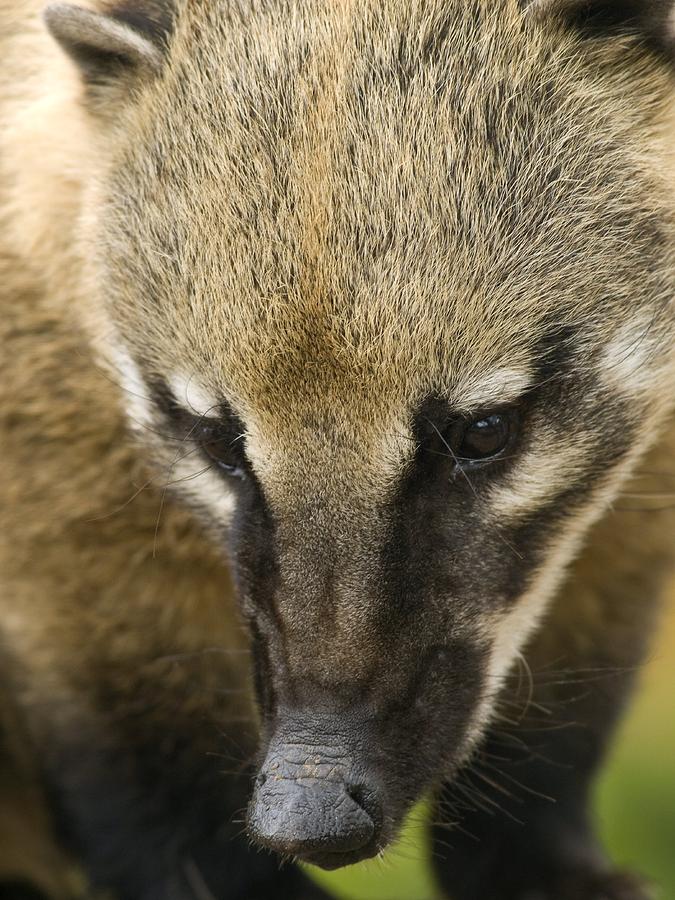 Coati by Science Photo Library