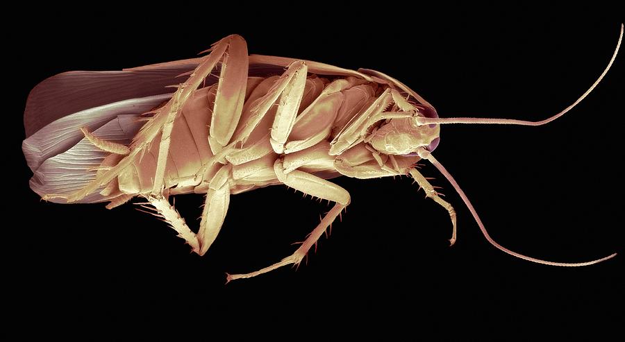 Cockroach, Sem Photograph by Steve Gschmeissner - Fine Art America