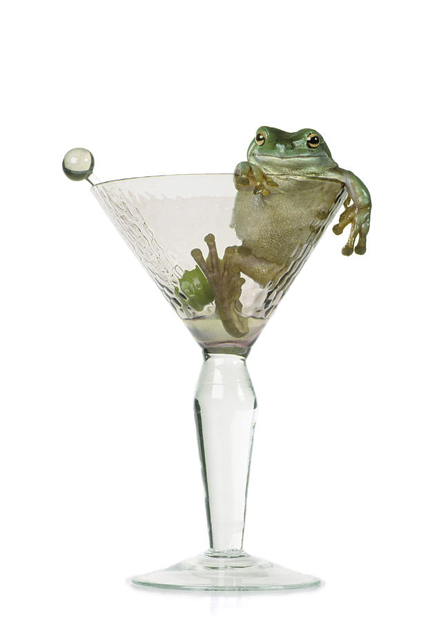 Cocktail Frog Photograph by Darwin Wiggett - Pixels