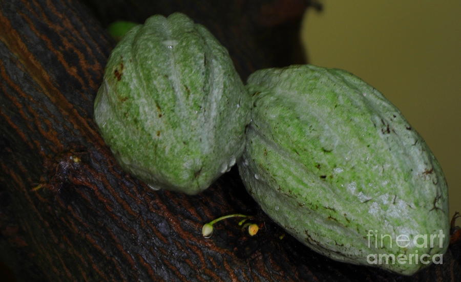 Cocoa Bean Photograph by Patrick Short - Fine Art America