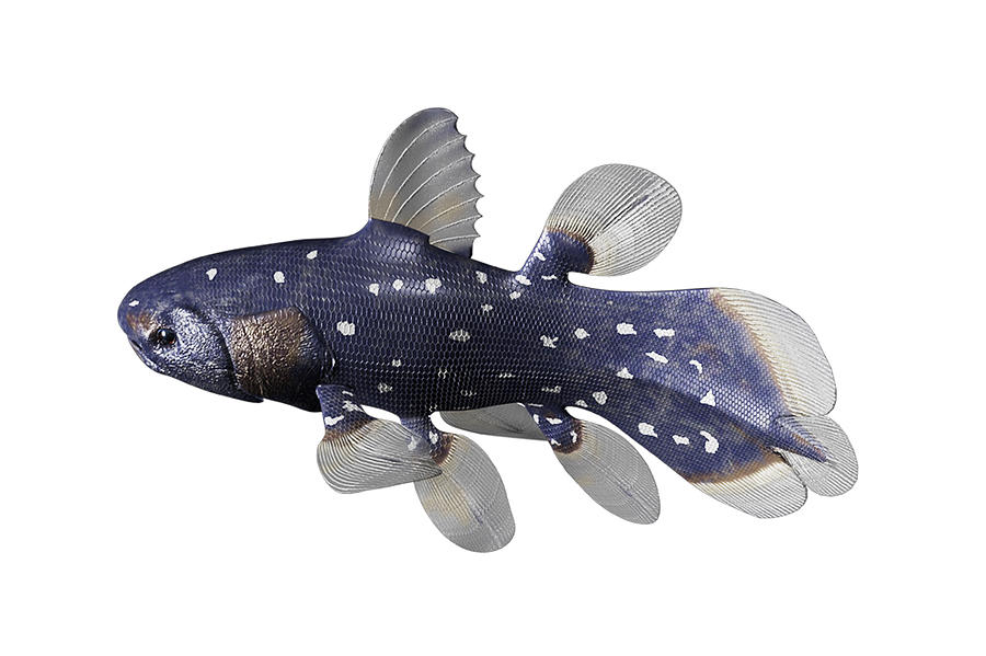 Coelacanth Digital Art by Koji - Fine Art America