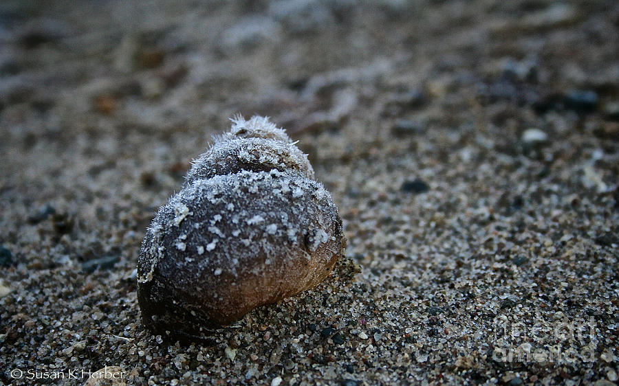 Cold Shell Photograph by Susan Herber - Fine Art America
