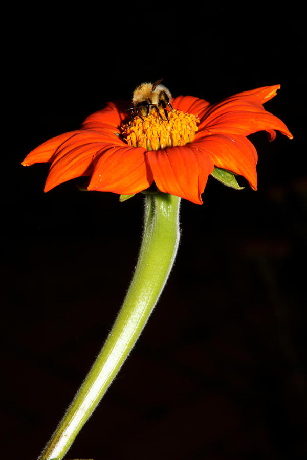 Collecting The Nectar Photograph by Jez C Self - Fine Art America