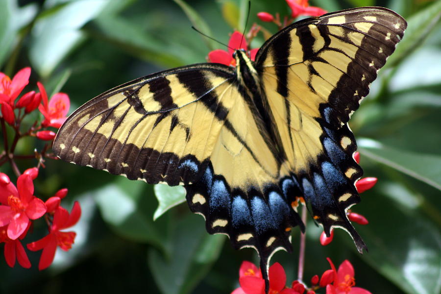 Color Wheel Photograph by LC Linda Scott