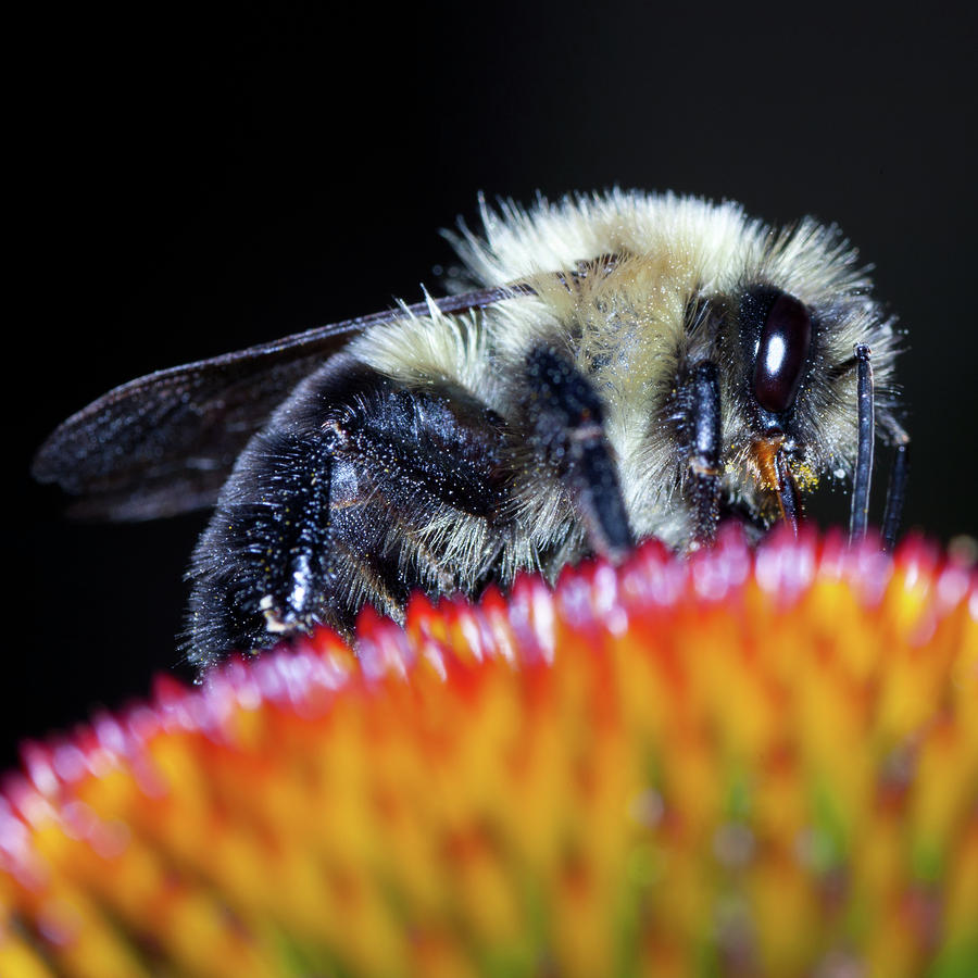 Combing the Surface Photograph by Dave Hahn - Fine Art America