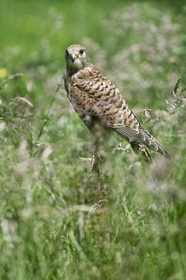 Common Kestrel by Science Photo Library