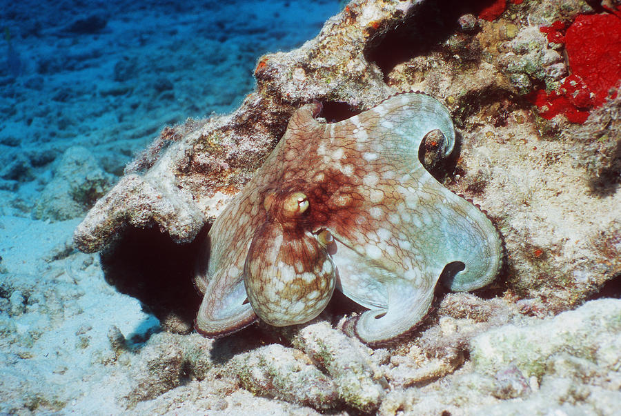 Common Octopus by Science Photo Library