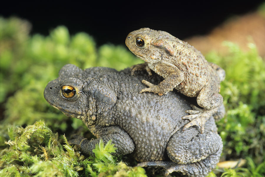 Common Toads Mating Photograph by David Aubrey