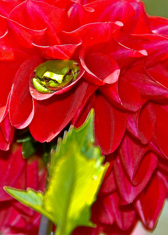 Complementary Colors Photograph by Scott Massey - Pixels