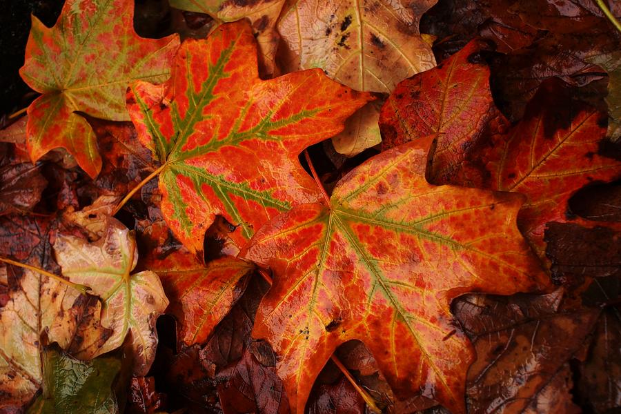 Complementary Contrast Leaves Photograph by Matthew Green