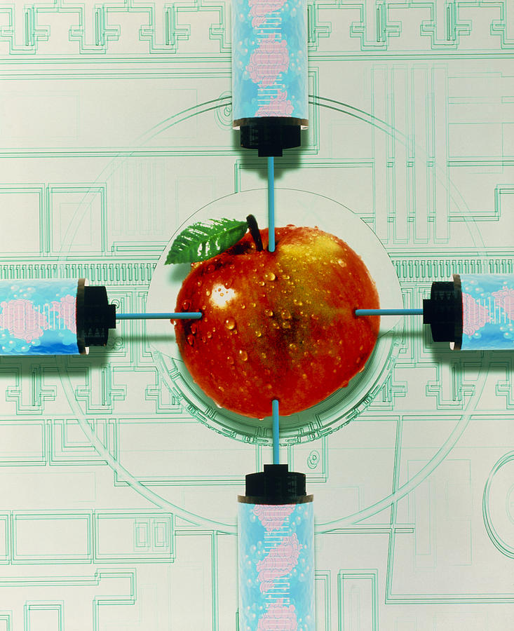 Conceptual Image Of Genetically-engineered Apple Photograph by Victor ...