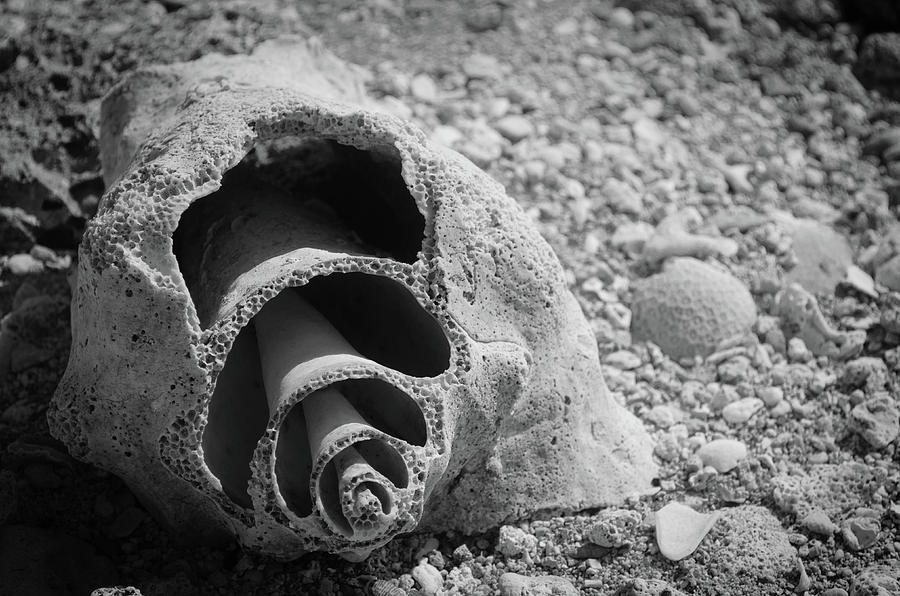 Conch Shell Photograph by Jeff Wilson - Fine Art America