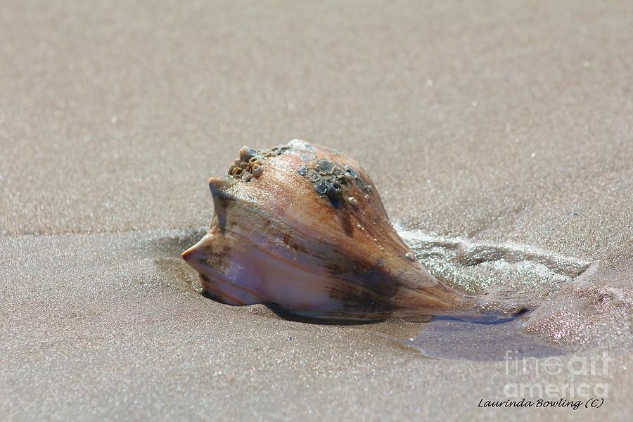 Conch Shell Photograph by Laurinda Bowling - Fine Art America