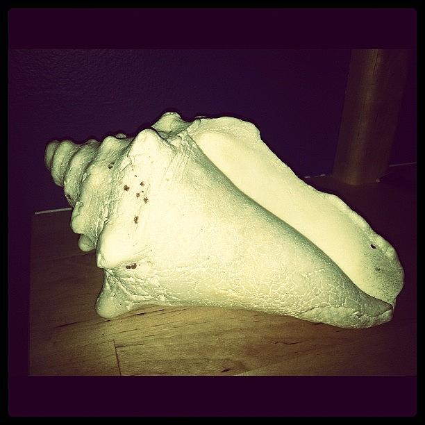 Conch Shell Photograph by Lisa Thomas - Fine Art America