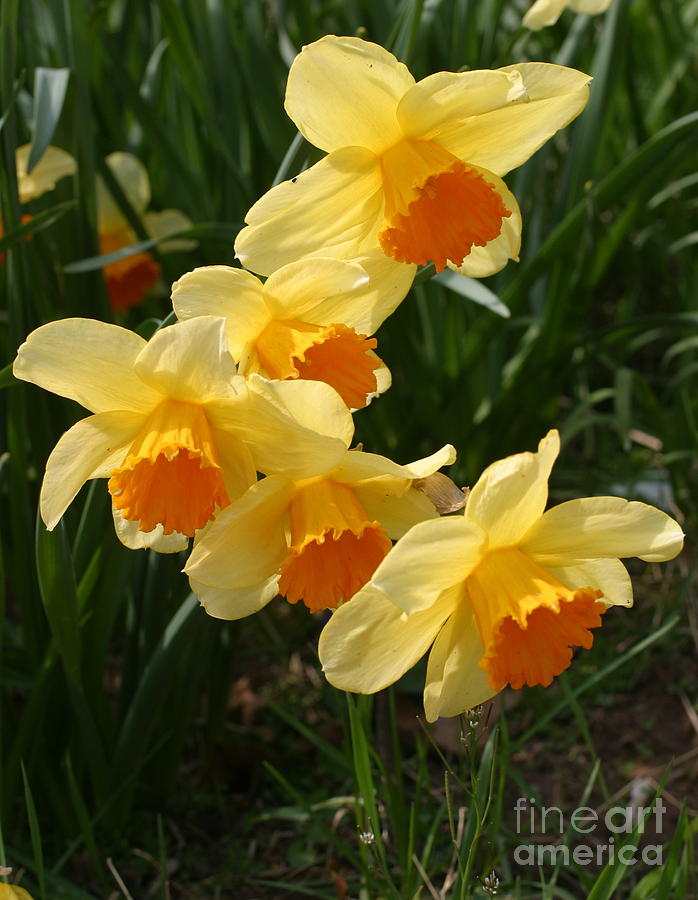 Conga Line Painting by Adele Pfenninger - Fine Art America