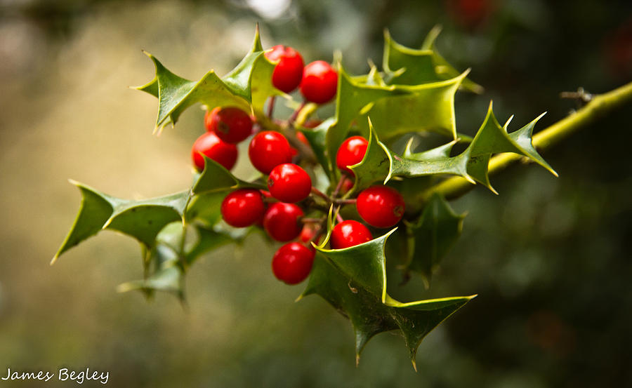 Conical Tree Photograph by James Begley - Fine Art America