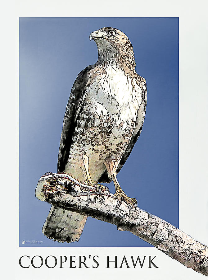 Cooper's Hawk Painting by Tom Schmidt - Fine Art America