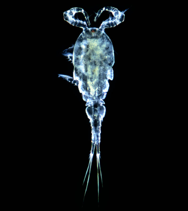 Copepod, Light Micrograph Photograph by Laguna Design - Fine Art America