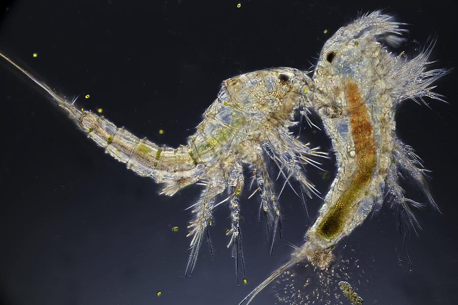 Copepods Photograph by Frank Fox / Science Photo Library - Pixels