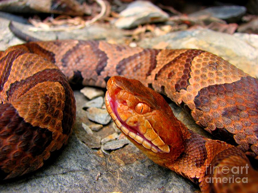 Copperhead Photograph by Dave Fitzpatrick - Pixels