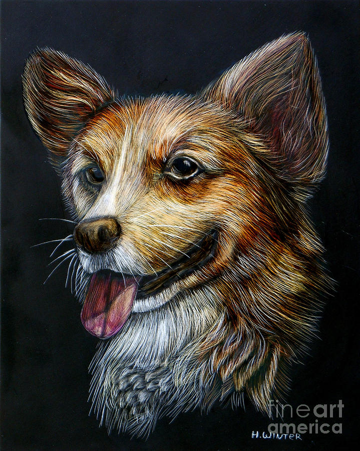 Corgi Drawing by Helen Winter | Fine Art America