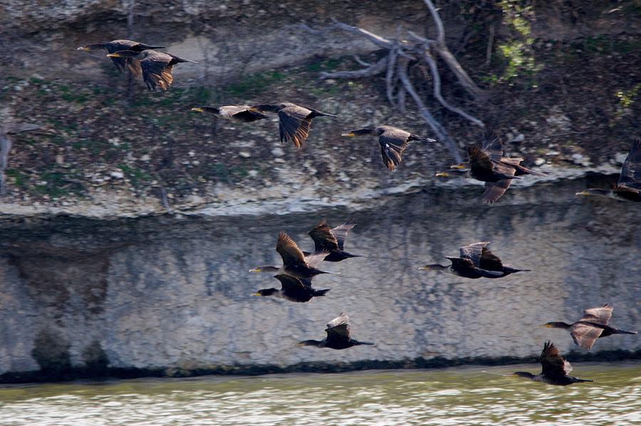 Cormorant Flight Pattern 2 Photograph by Roy Williams - Fine Art America