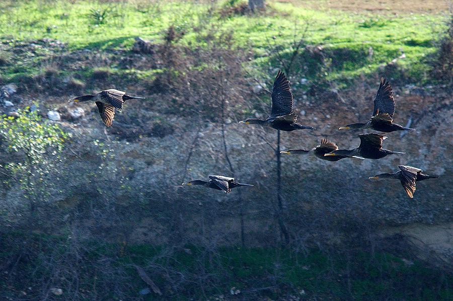 Cormorant Flight Pattern 3 Photograph by Roy Williams - Pixels