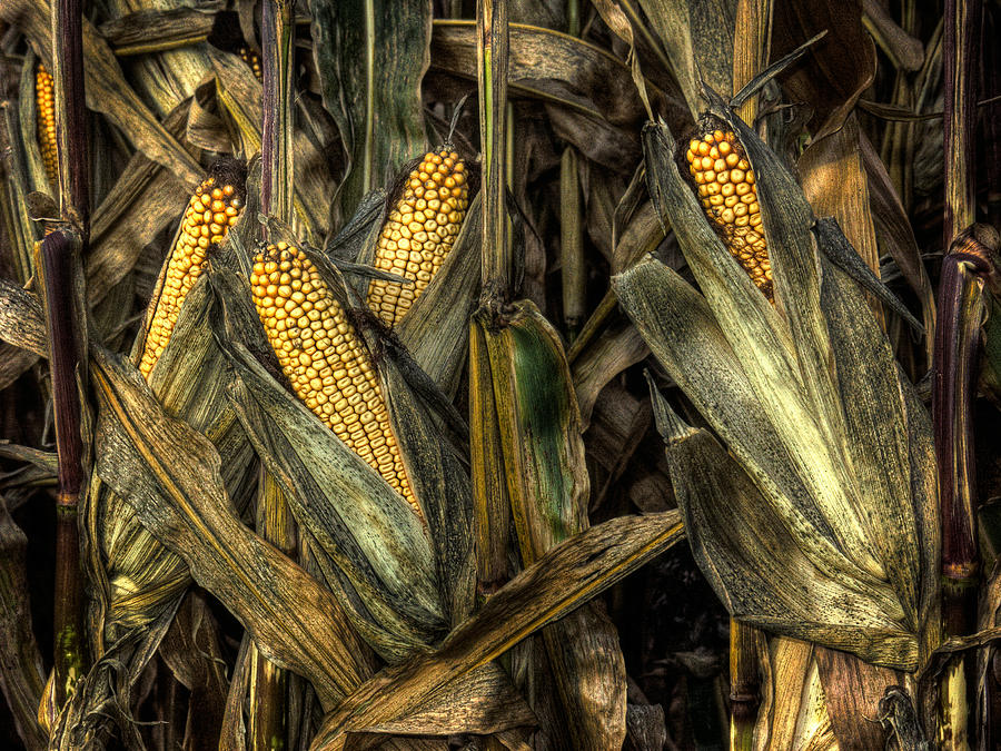 Corn Cluster Photograph by John Herzog - Fine Art America
