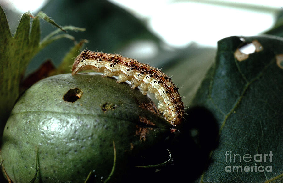 Corn Earworm Photograph by Science Source - Fine Art America