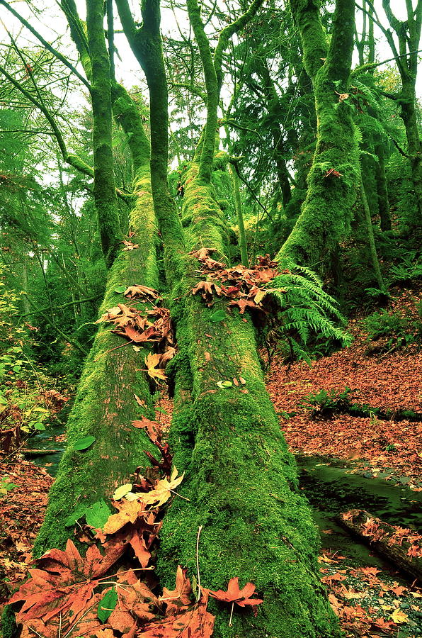 Covered Photograph by Robert Evans - Fine Art America