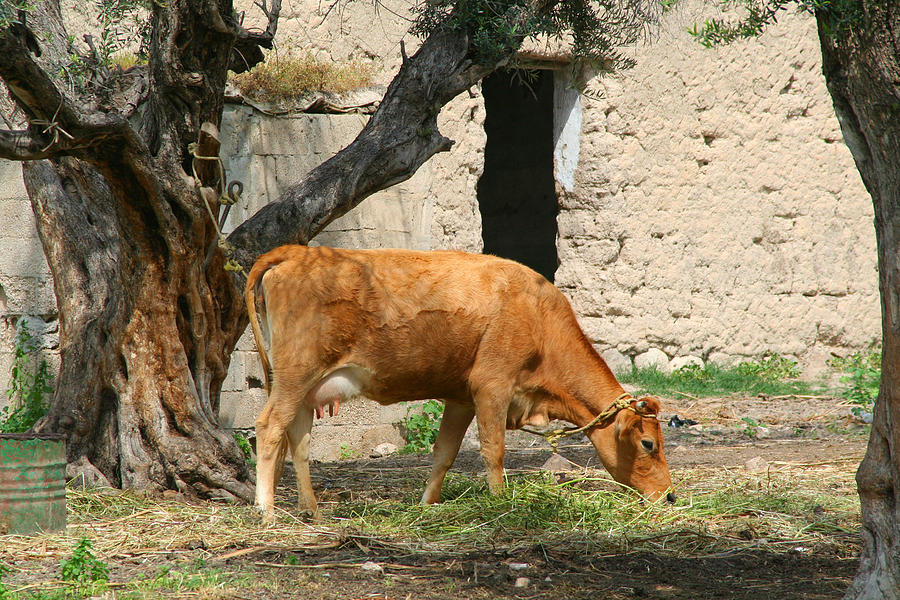 Cow Photograph by Adeeb Atwan - Fine Art America