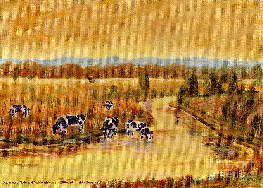 Painting Tregaron Friesian Cows Drinking at Cors Caron along Afon Teifi ...
