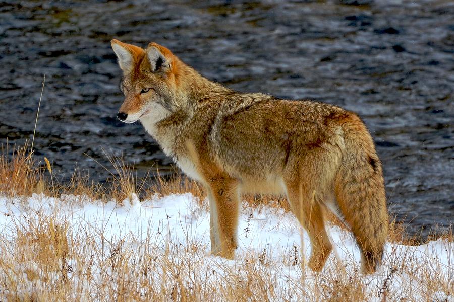 Coyote Photograph by Roy Braley - Fine Art America