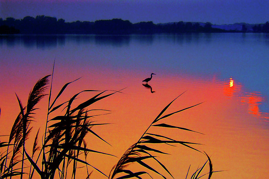Crane Photograph by Mark Dottle - Fine Art America