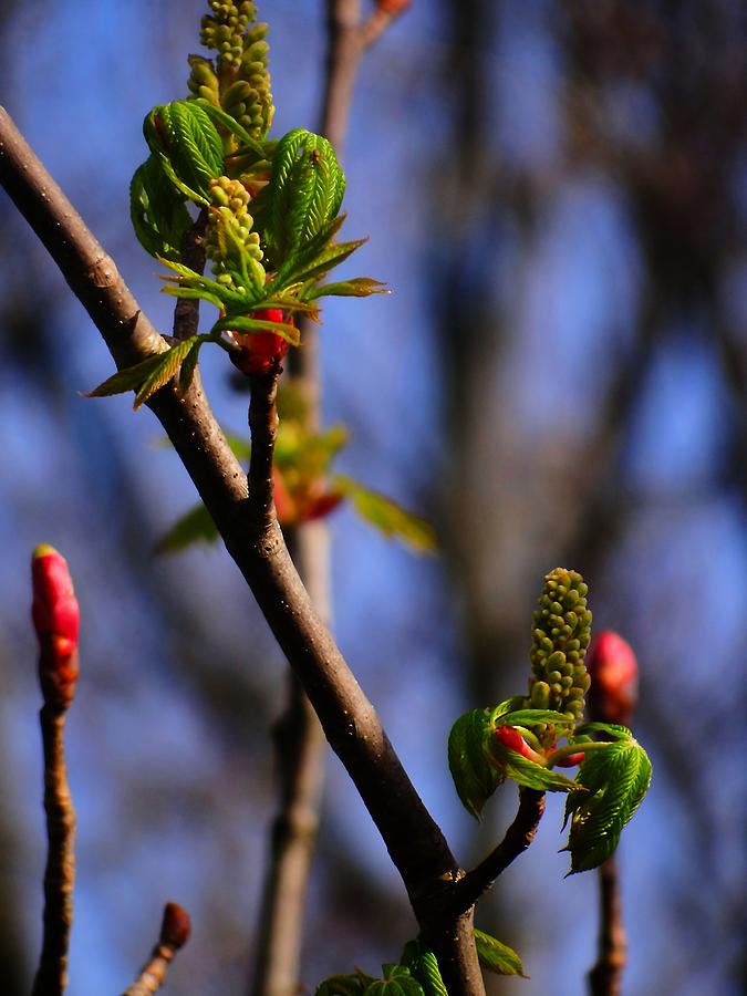Crazy Buds Photograph by Beth Akerman | Fine Art America